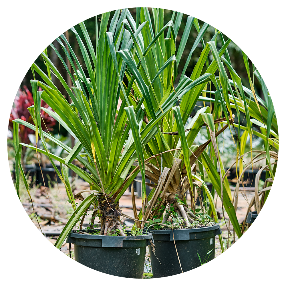 PRODUCTS – Byron Palms Nursery
